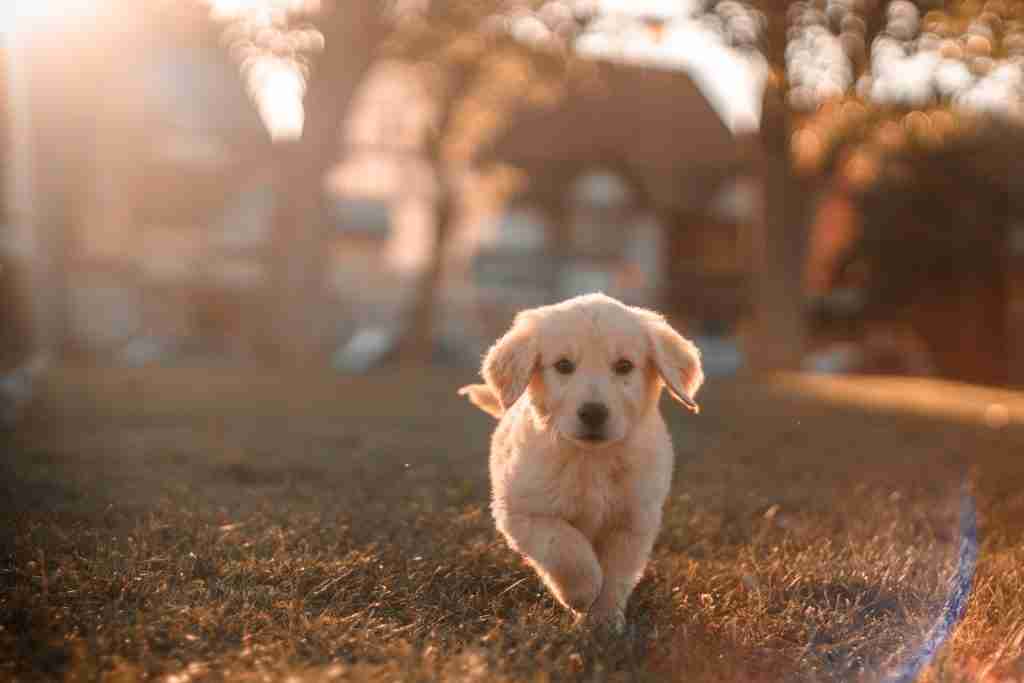 25 Facts About Dogs You Never Knew - Amazing Facts Home