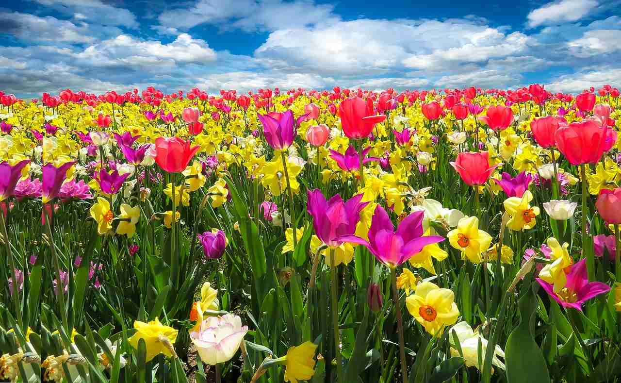 25 Fun Facts About Flowers That Will Surprise You. - Amazing Facts Home