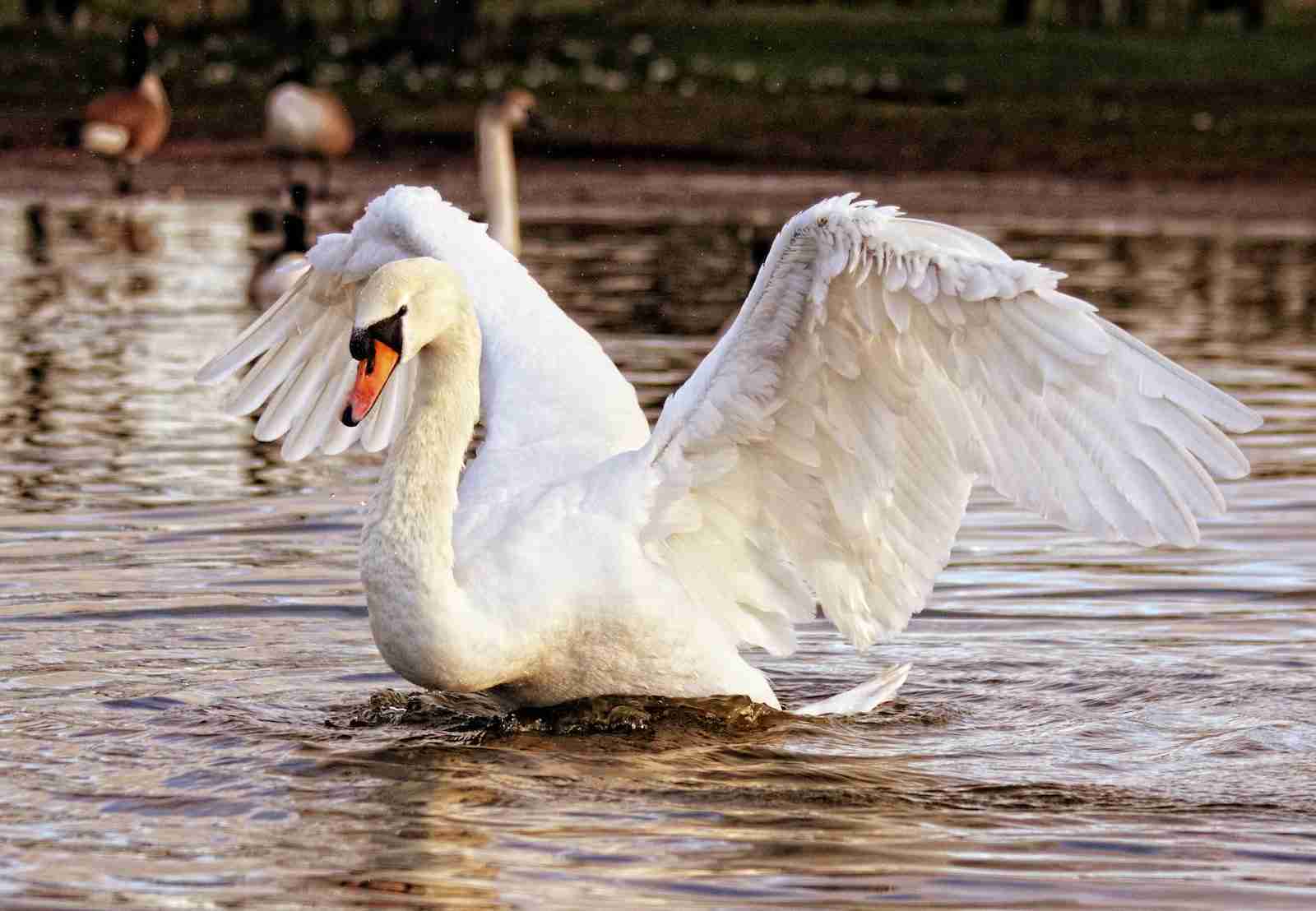 25 Fun Facts About Swans That Will Blow Your Mind - Amazing Facts Home