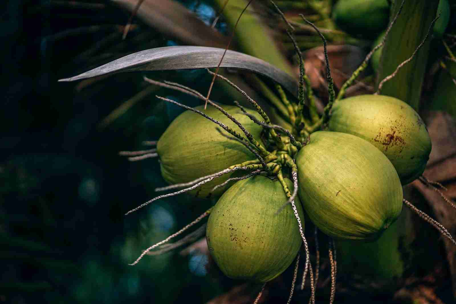 25 Fun Facts About Coconut You Didn't Know - Amazing Facts Home