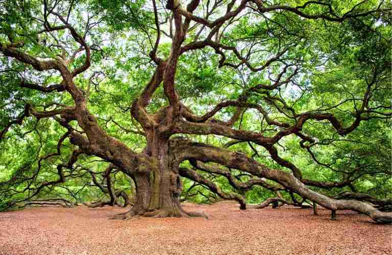25 Fun Facts About Oak Trees You Didn't Know - Amazing Facts Home