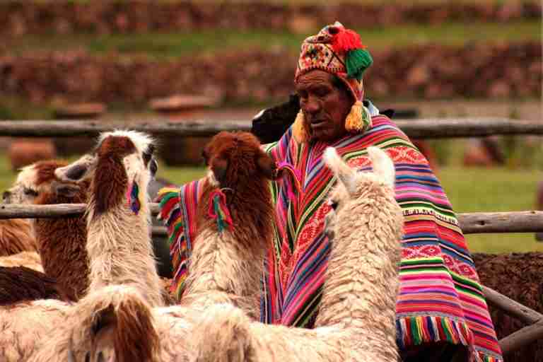 24 Fun Facts About Llamas: Surprising Details About These Furry ...