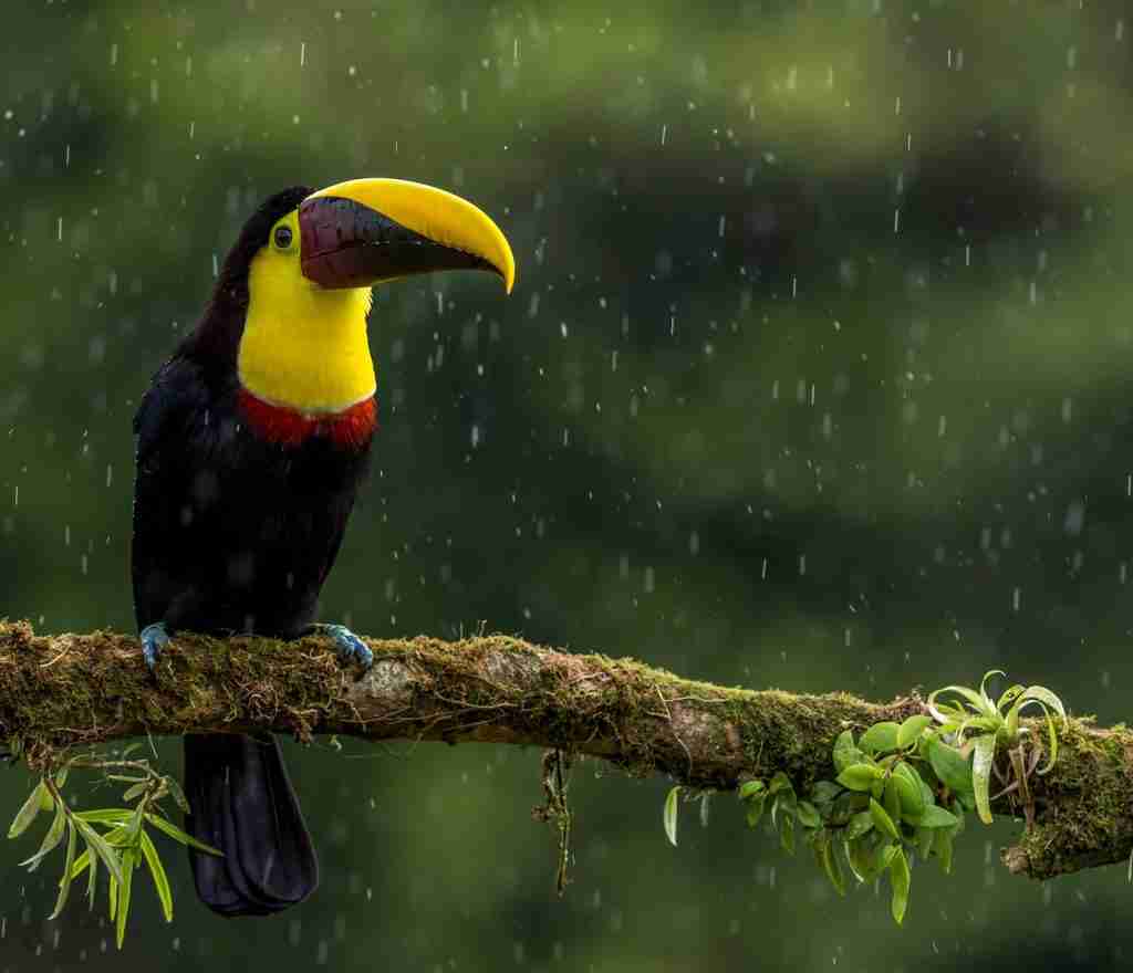 25 Interesting Facts About Toucans That You Didn't Know - Amazing Facts ...