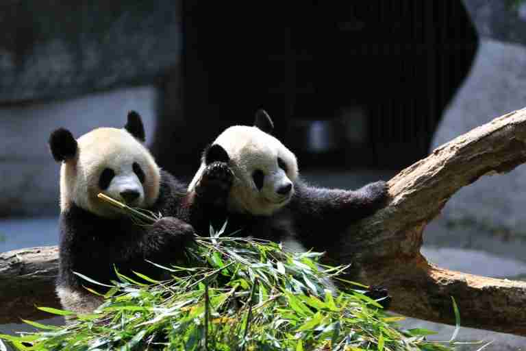 22 Fun Facts About Pandas: Unleashing the Cuteness - Amazing Facts Home