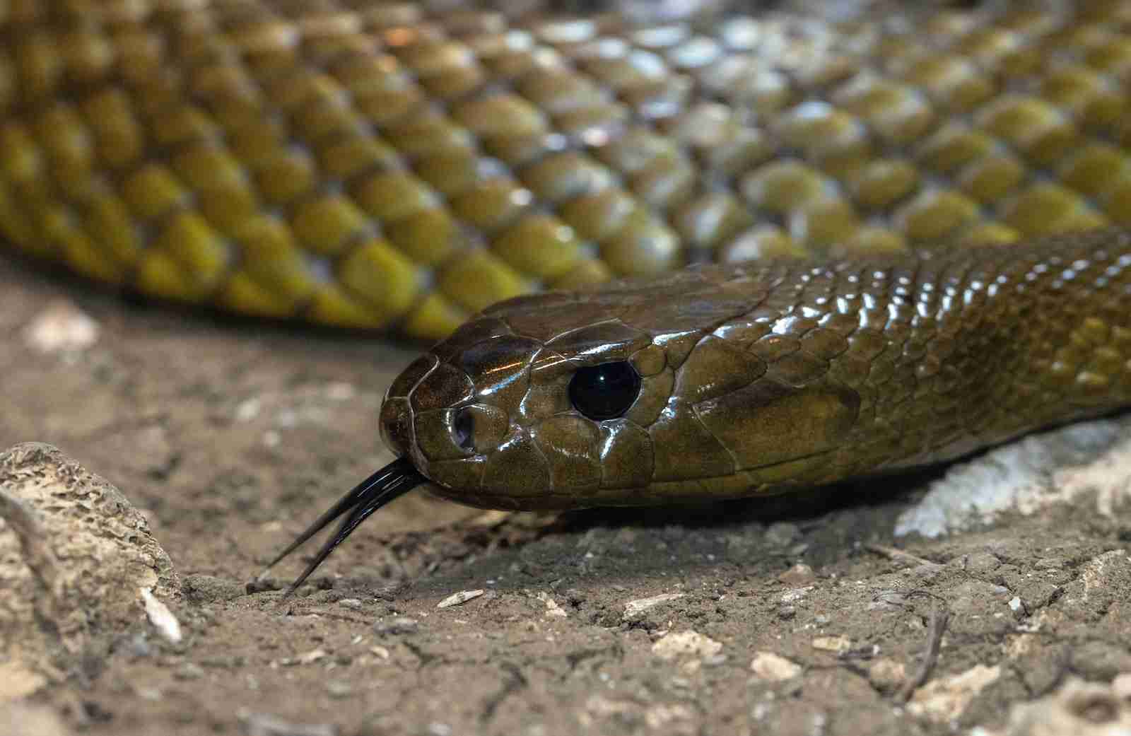 25 Fun Facts About Snakes | Know Beyond the Hiss - Amazing Facts Home