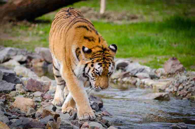 23 Fun Facts About Tigers: Nature's Fierce Icons - Amazing Facts Home