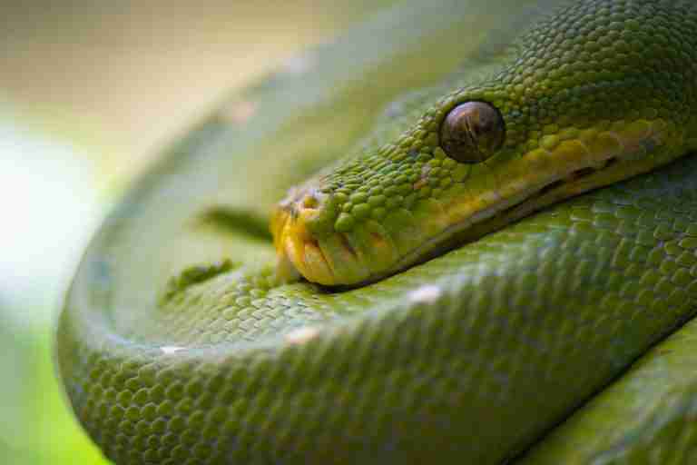 25 Fun Facts About Snakes | Know Beyond the Hiss - Amazing Facts Home
