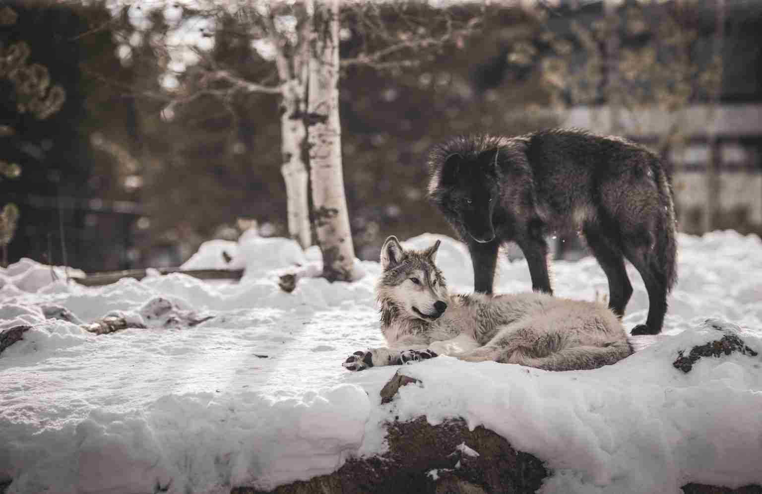 24 Fun Facts About Wolves | Journeys of Howling Echoes - Amazing Facts Home