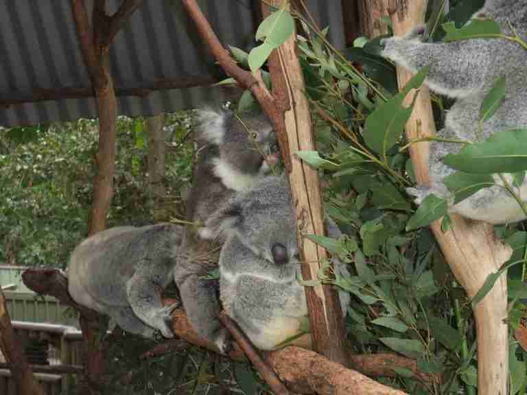 25 Fun Facts About Koalas: The World's Dumbest Cuties - Amazing Facts Home
