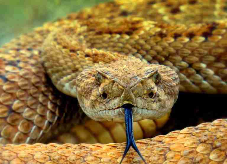 25 Fun Facts About Snakes | Know Beyond the Hiss - Amazing Facts Home