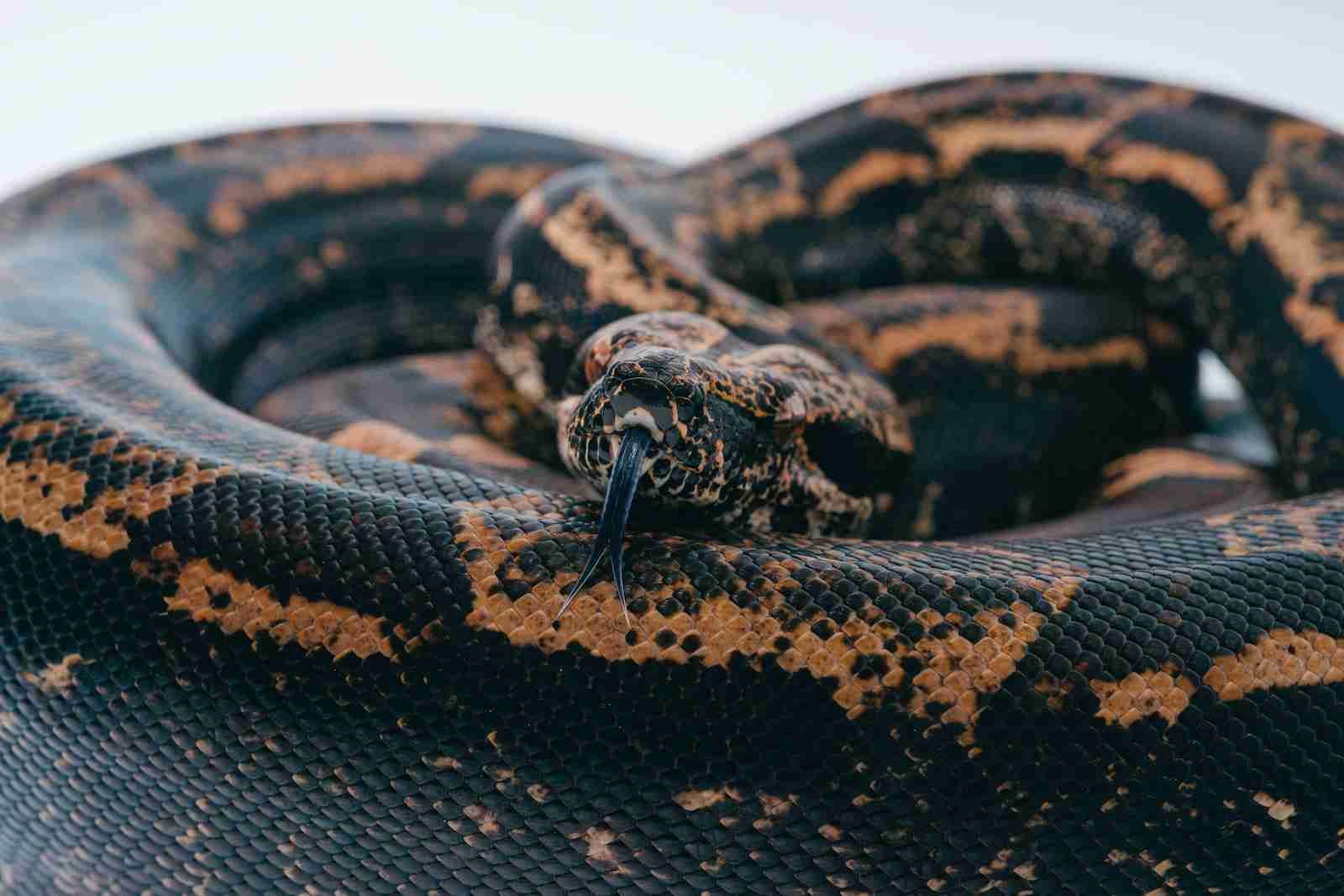 25 Fun Facts About Snakes | Know Beyond the Hiss - Amazing Facts Home