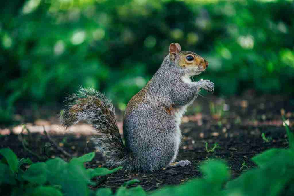 25 Fun Facts About Squirrels | Garden's Unsung Heroes - Amazing Facts Home