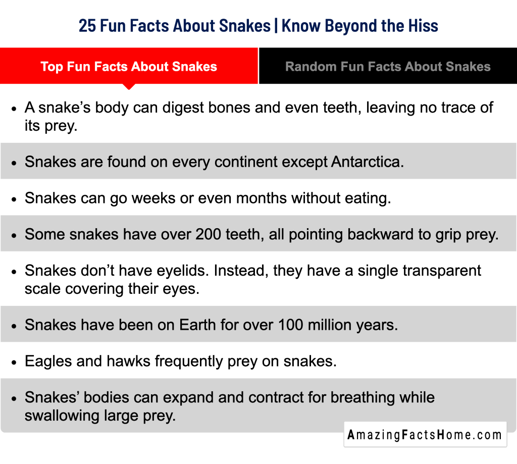 Top Fun Facts About Snakes