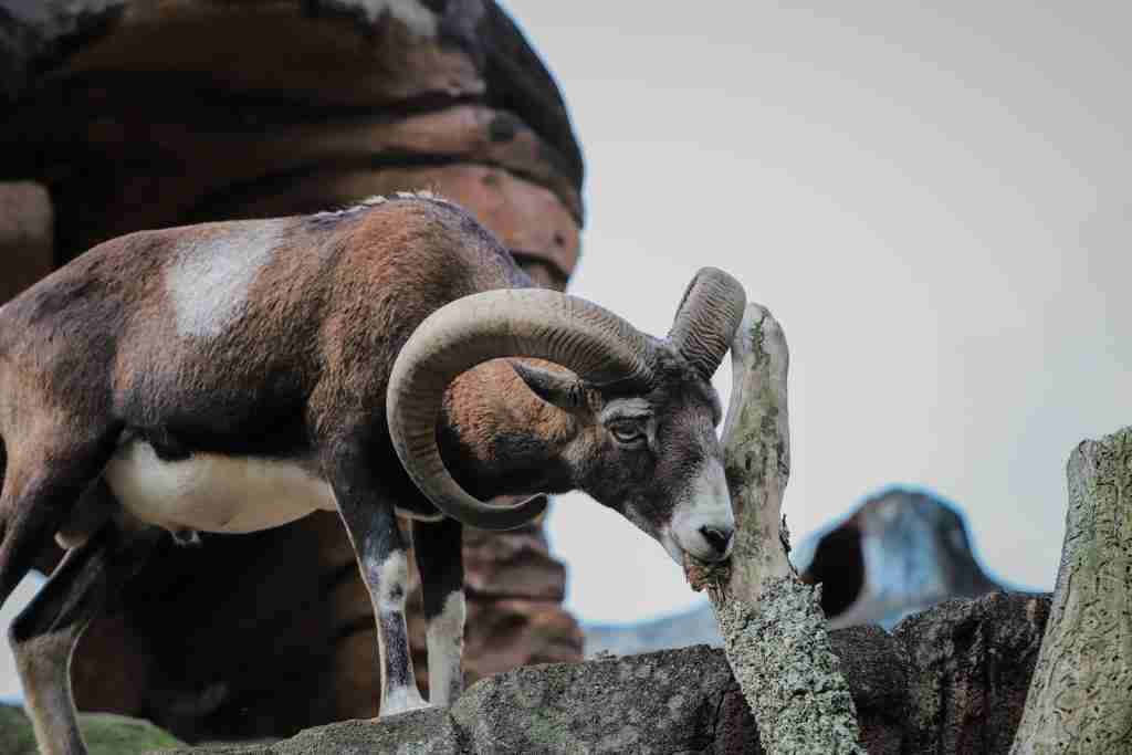 23 Fun Facts About Aries: Reasons Why Aries Stands Out - Amazing Facts Home