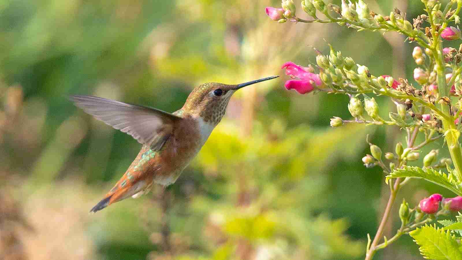25 Fun Facts About Hummingbirds: Meet The Tiny Defenders - Amazing ...
