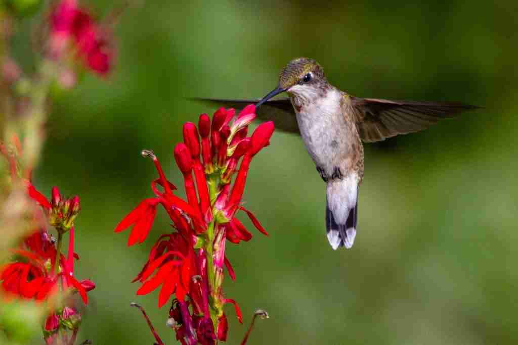 25 Fun Facts About Hummingbirds: Meet The Tiny Defenders - Amazing ...