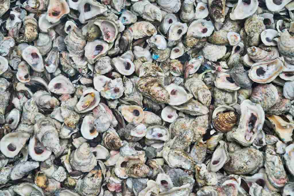 25 Fun Facts About Oysters: The Untold Story of Oysters - Amazing Facts ...