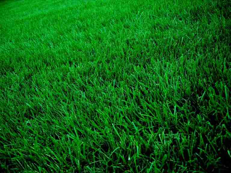 24 Fun Facts About Grass | Nature's Green Carpet - Amazing Facts Home
