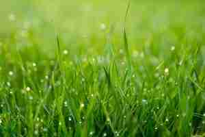 24 Fun Facts About Grass | Nature's Green Carpet - Amazing Facts Home