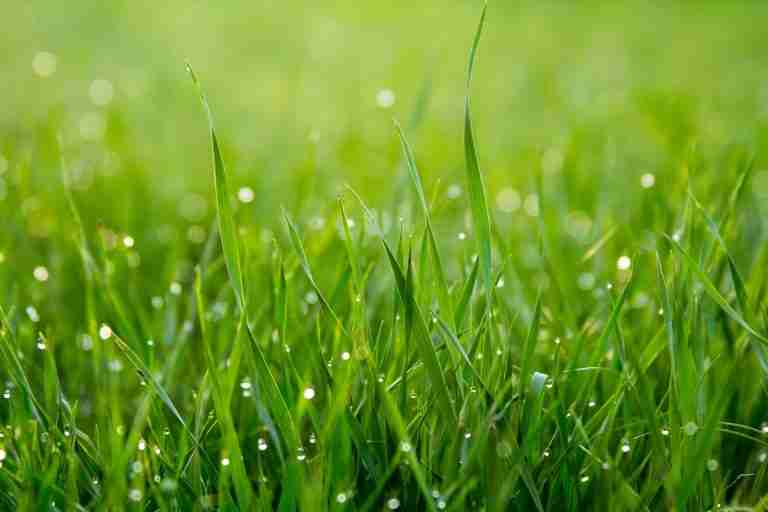 24 Fun Facts About Grass | Nature's Green Carpet - Amazing Facts Home