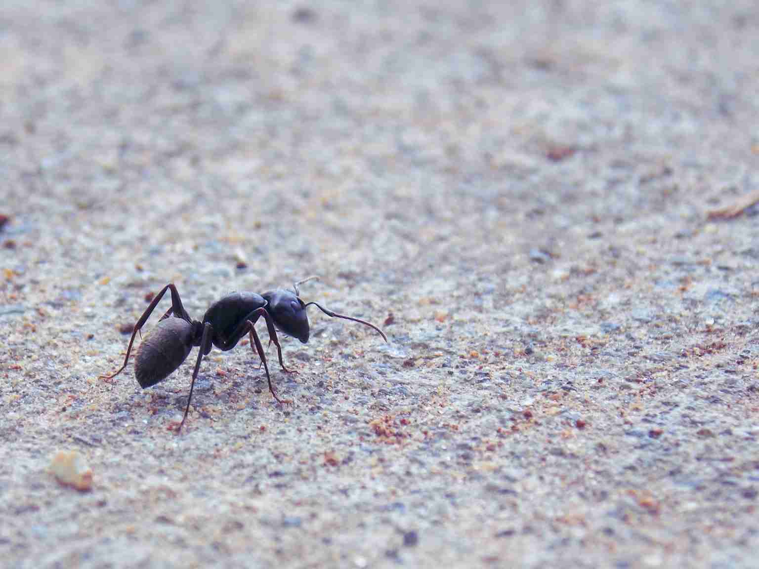 23 Facts About Ants (Tiny Ants with Mighty Facts) - Amazing Facts Home