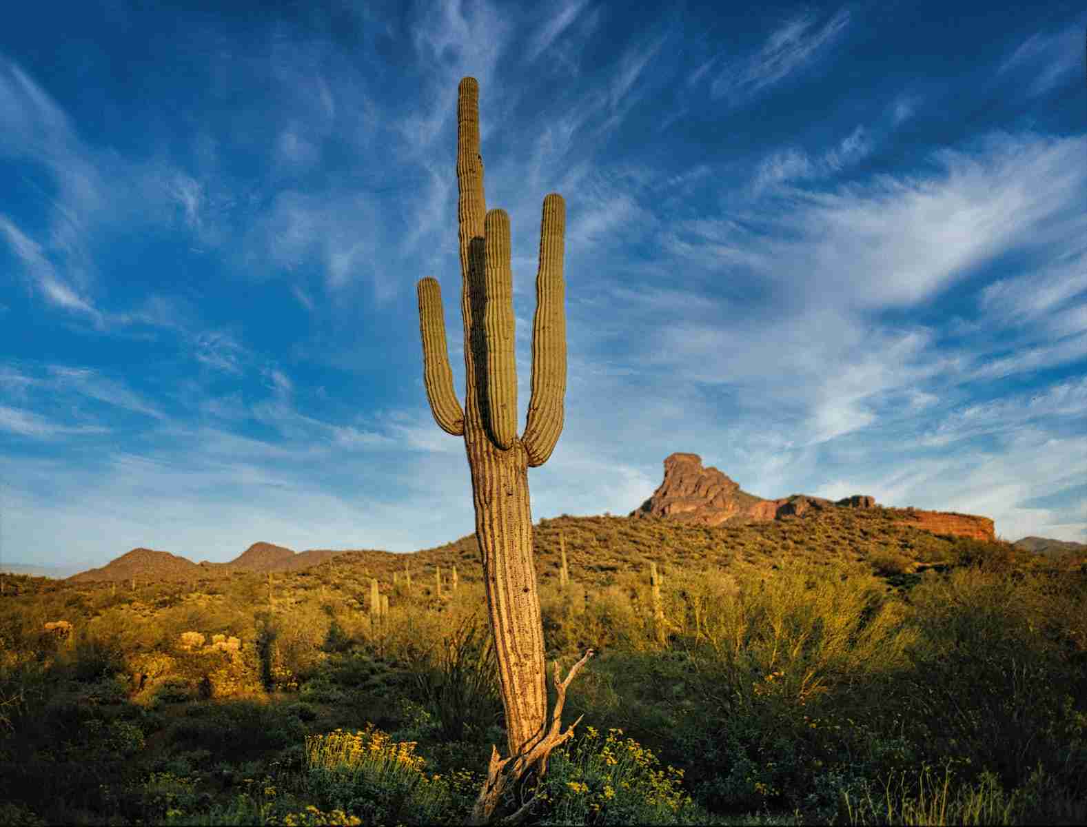 23 Fun Facts About Cactus | Desert Wonders - Amazing Facts Home