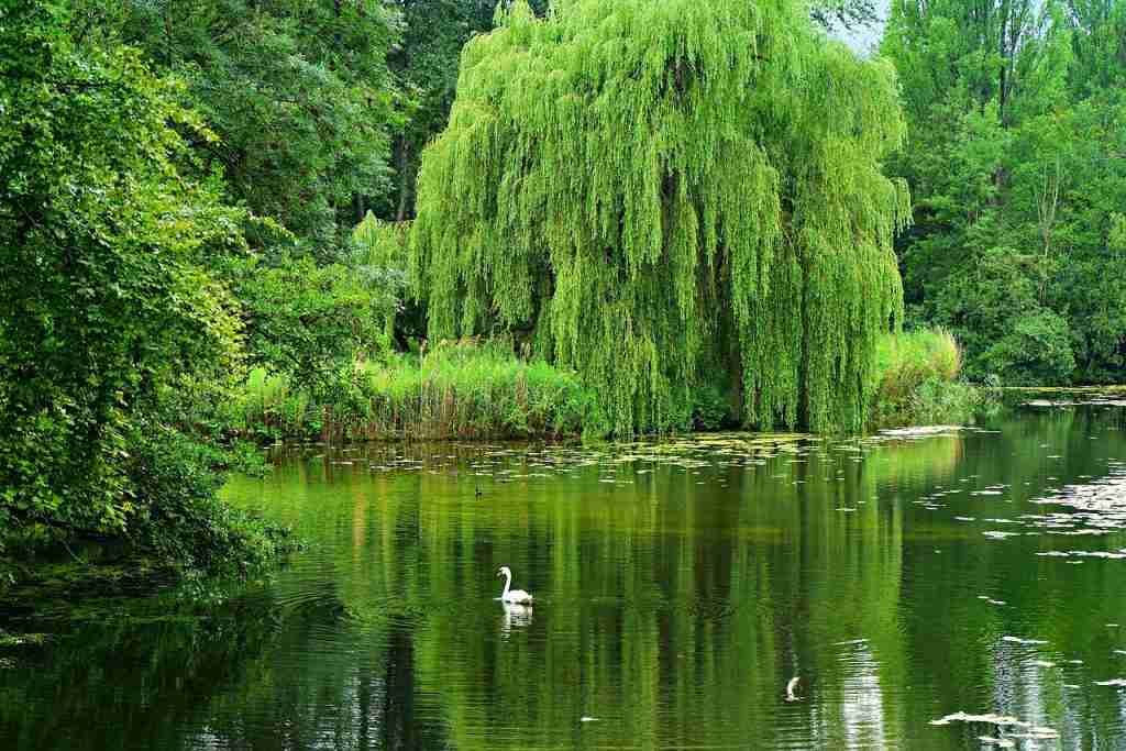 23 Fun Facts About Weeping Willow Trees - Amazing Facts Home