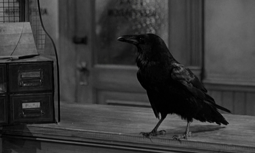 23 Fun Facts About Ravens | Feathered Mystique - Amazing Facts Home