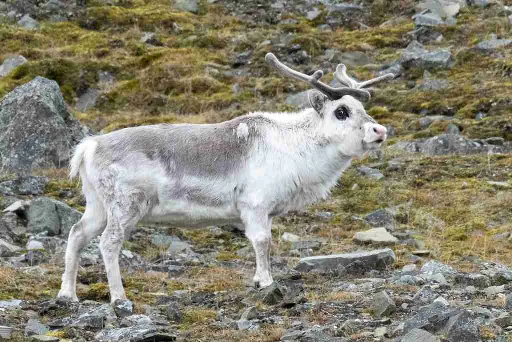 23 Fun Facts About Reindeer | Arctic Wonders - Amazing Facts Home
