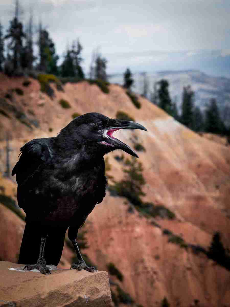26 Fun Facts About Crows | Clever Tricksters - Amazing Facts Home