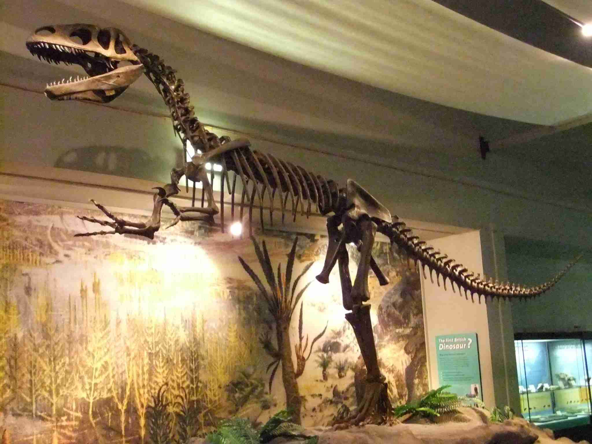 24 Fun Facts About Dinosaurs | Fossilized Legends - Amazing Facts Home