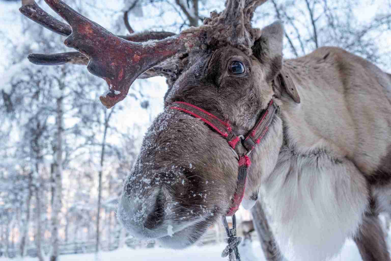 23 Fun Facts About Reindeer | Arctic Wonders - Amazing Facts Home