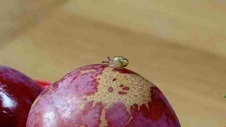 24 Fun Facts About Snails | Slimy Wonders - Amazing Facts Home