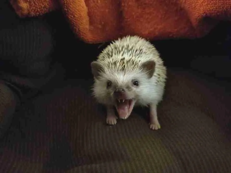 22 Fun Facts About Hedgehogs | Spiky Quills - Amazing Facts Home