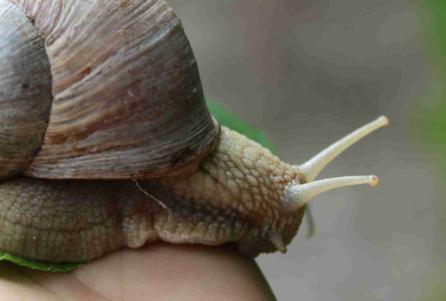 24 Fun Facts About Snails | Slimy Wonders - Amazing Facts Home