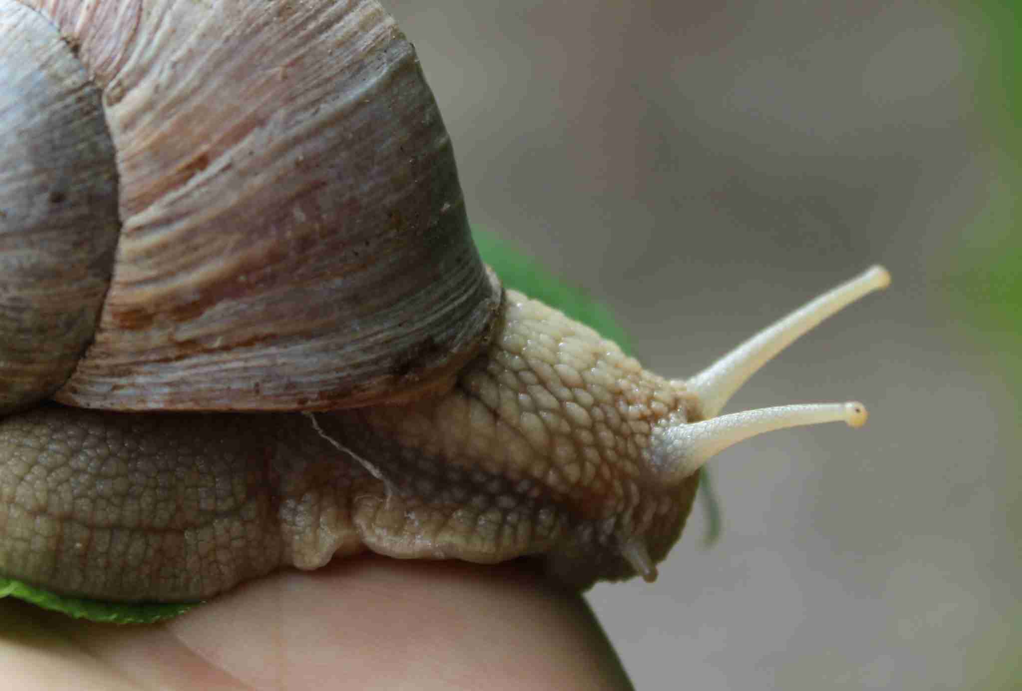 24 Fun Facts About Snails | Slimy Wonders - Amazing Facts Home