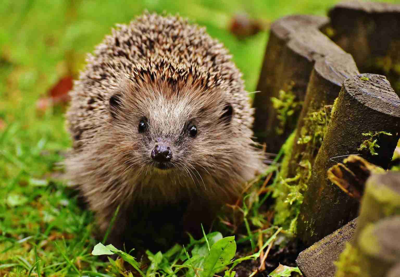 22 Fun Facts About Hedgehogs | Spiky Quills - Amazing Facts Home