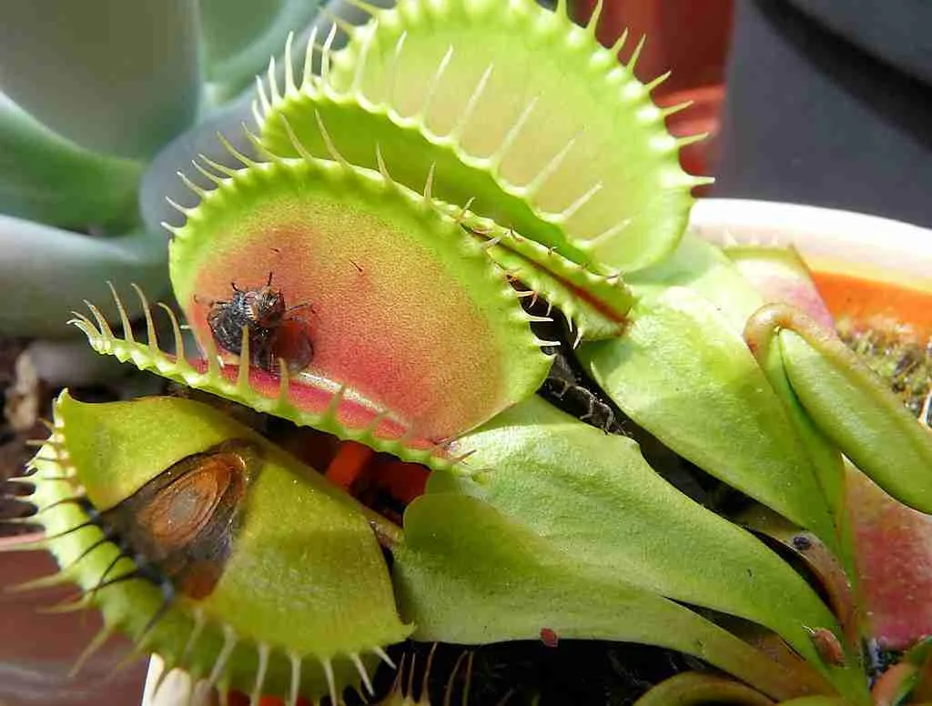22 Fun Facts About Venus Fly Traps | Tricky Trappers - Amazing Facts Home