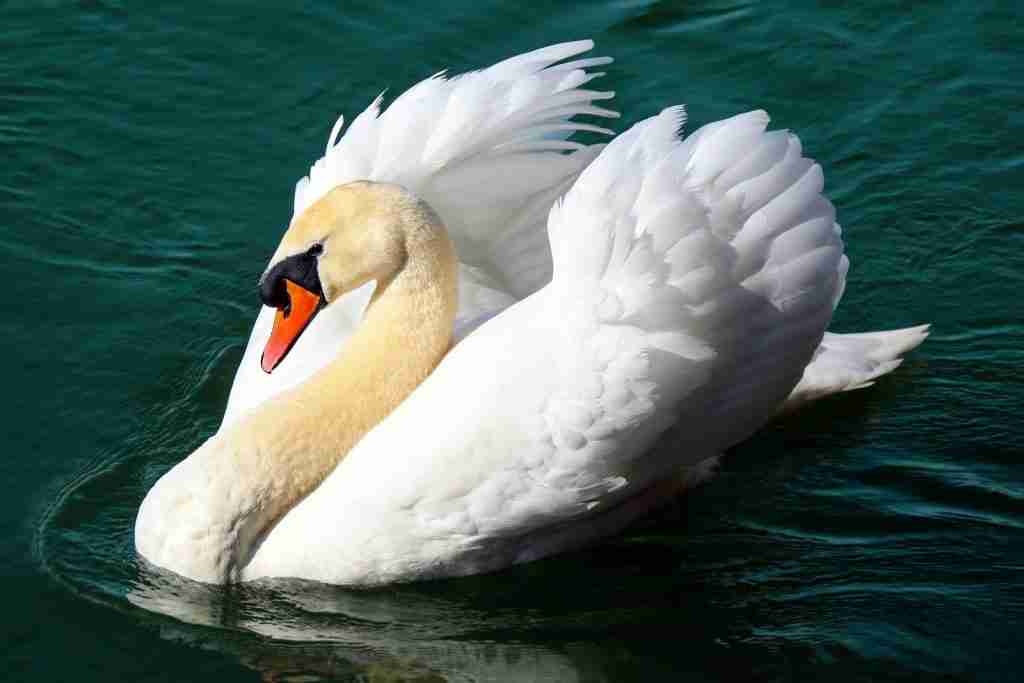 25 Fun Facts About Swans That Will Blow Your Mind - Amazing Facts Home