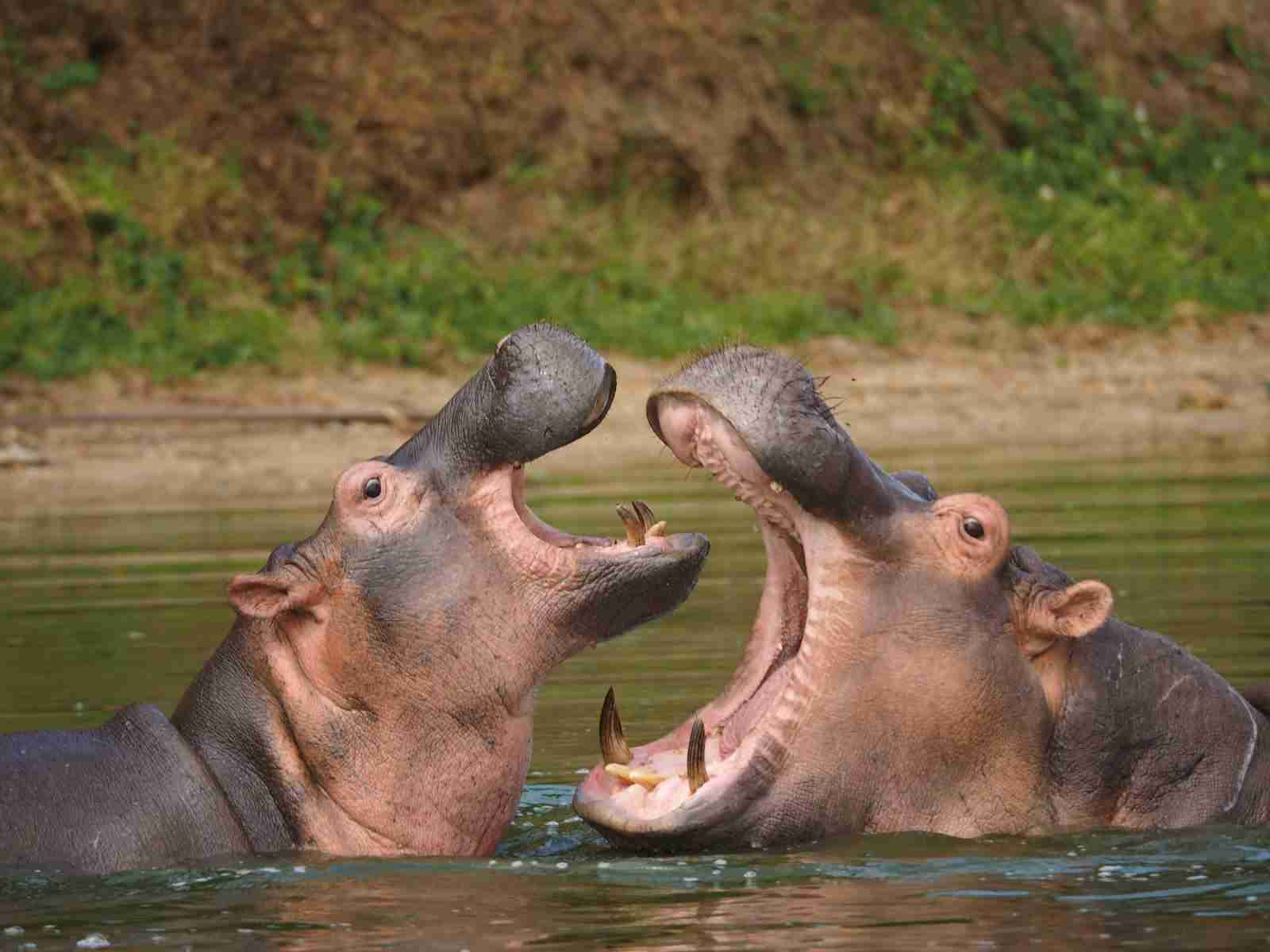 22 Fun Facts About Hippos | Chubby Water Giants - Amazing Facts Home