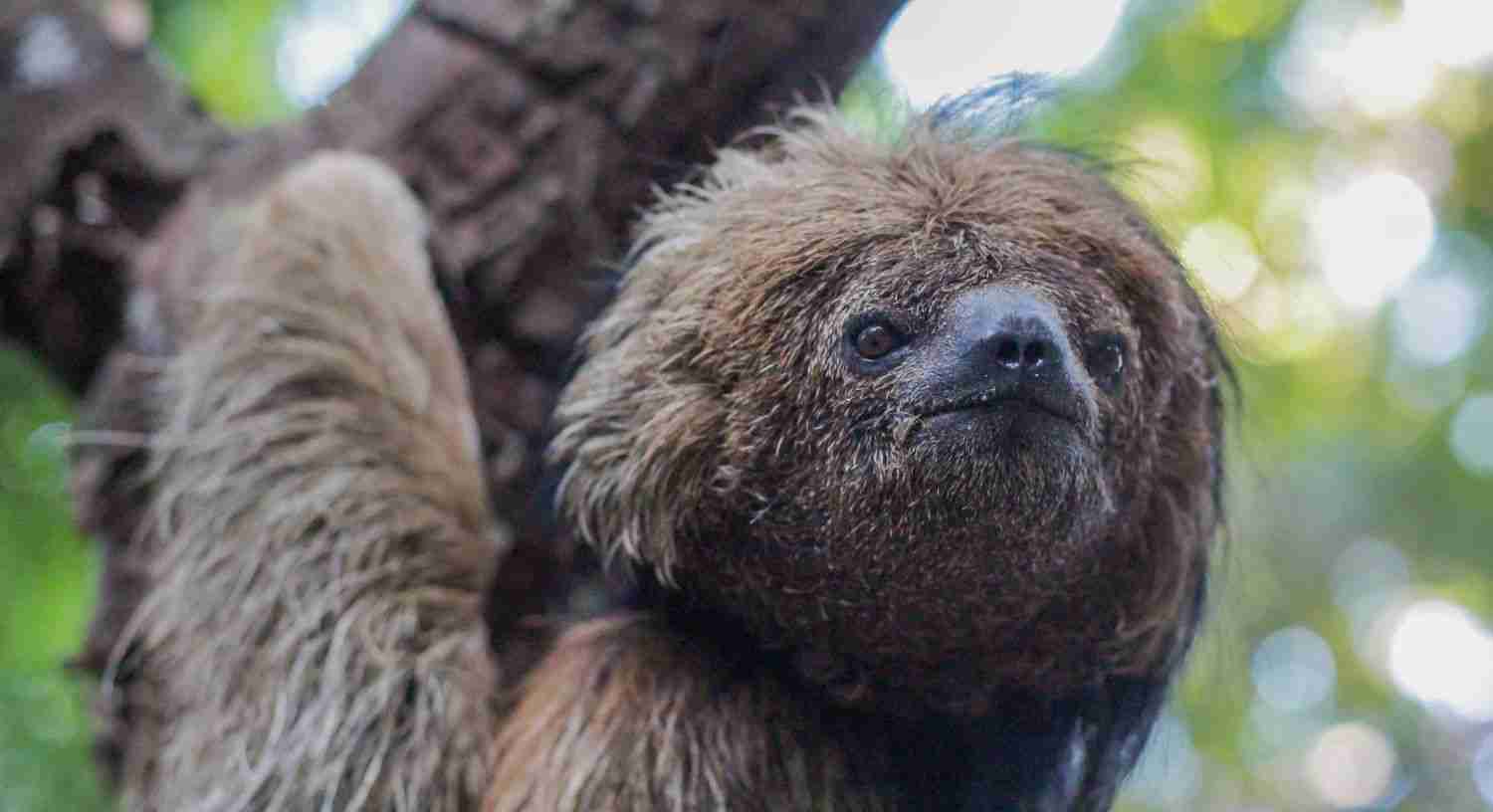 22 Fun Facts About Sloths | Silent Hanging Charms - Amazing Facts Home