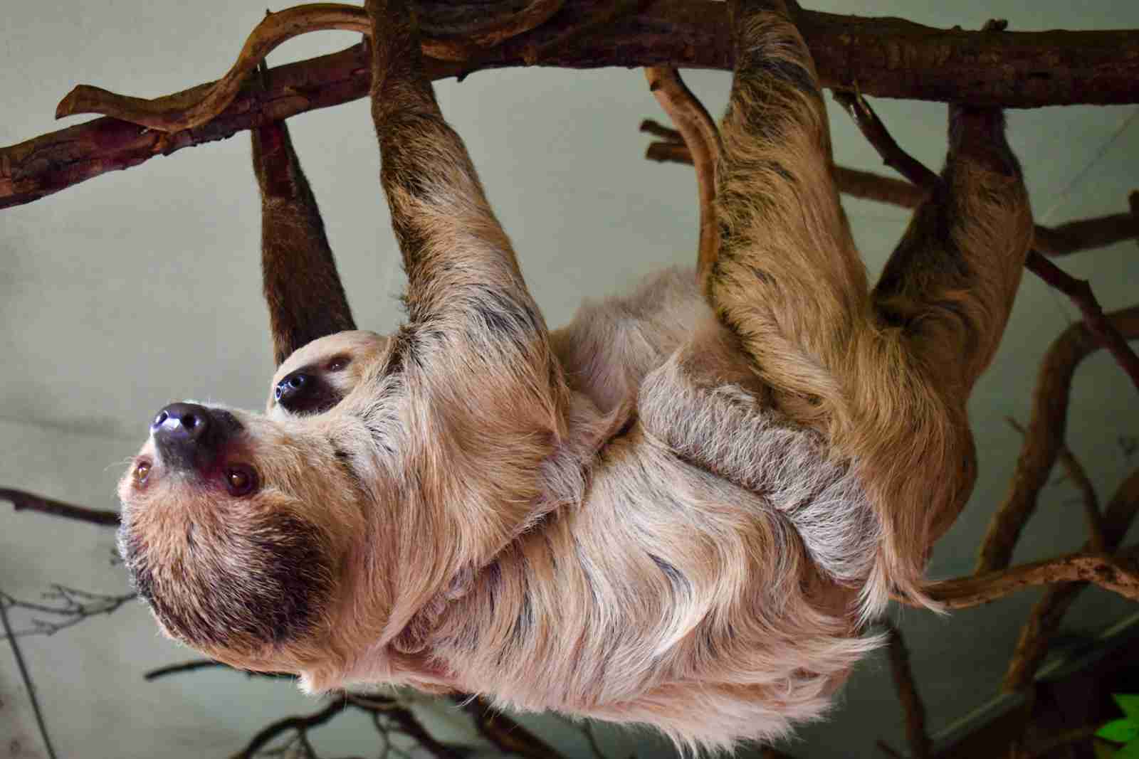 22 Fun Facts About Sloths | Silent Hanging Charms - Amazing Facts Home
