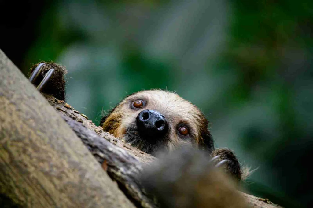 22 Fun Facts About Sloths | Silent Hanging Charms - Amazing Facts Home