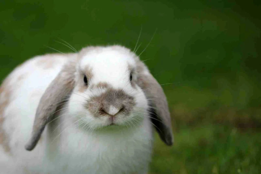 22 Fun Facts About Rabbits | Hopping Wonders - Amazing Facts Home