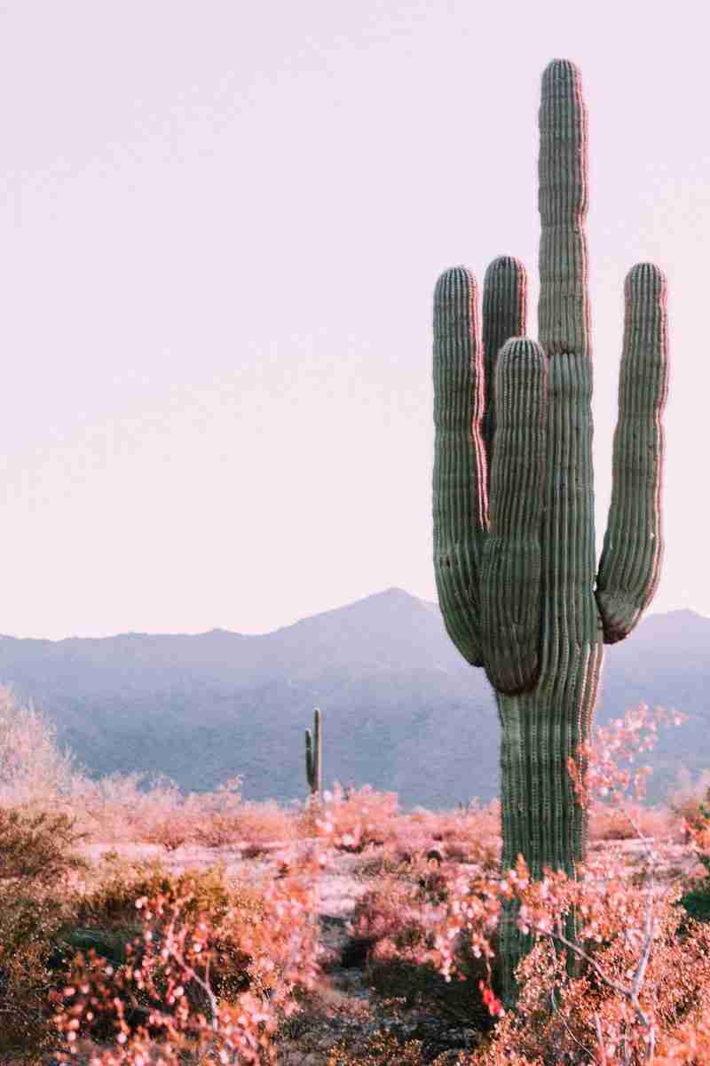 24 Fun Facts About Arizona | The Secret's Out - Amazing Facts Home