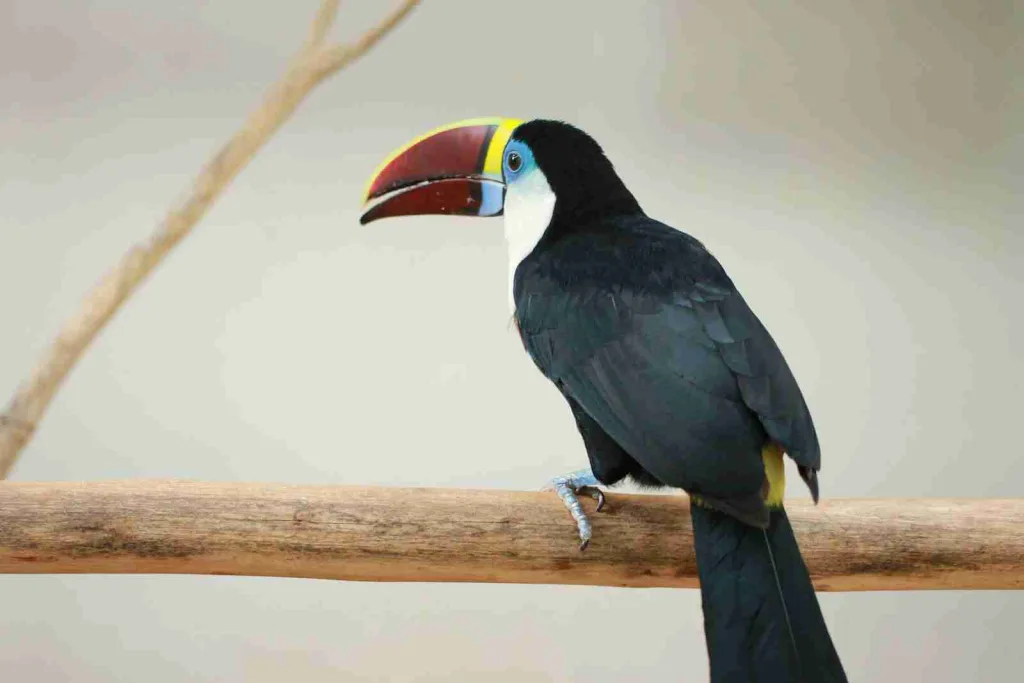25 Interesting Facts About Toucans That You Didn't Know - Amazing Facts ...