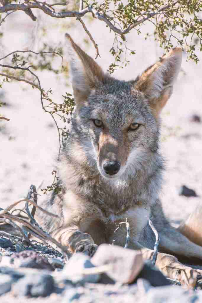 27 Fun Facts About Coyote | Expanding Territories - Amazing Facts Home