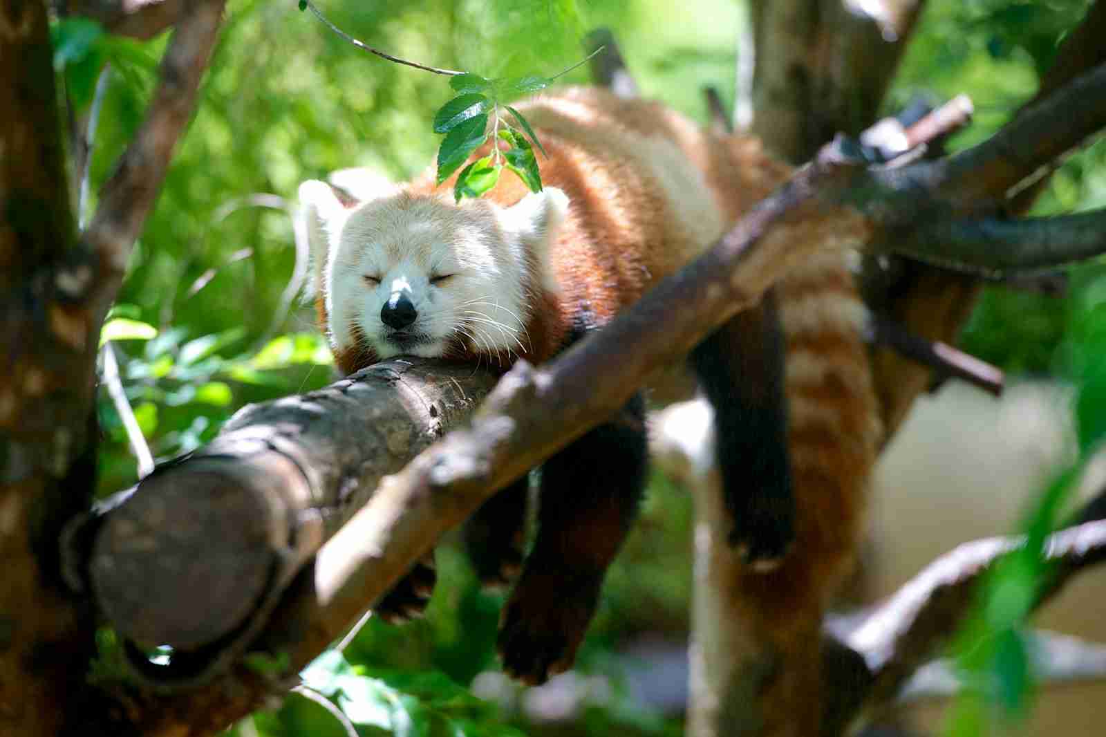 25 Fun Facts about Red Pandas | Astonishing Traits - Amazing Facts Home
