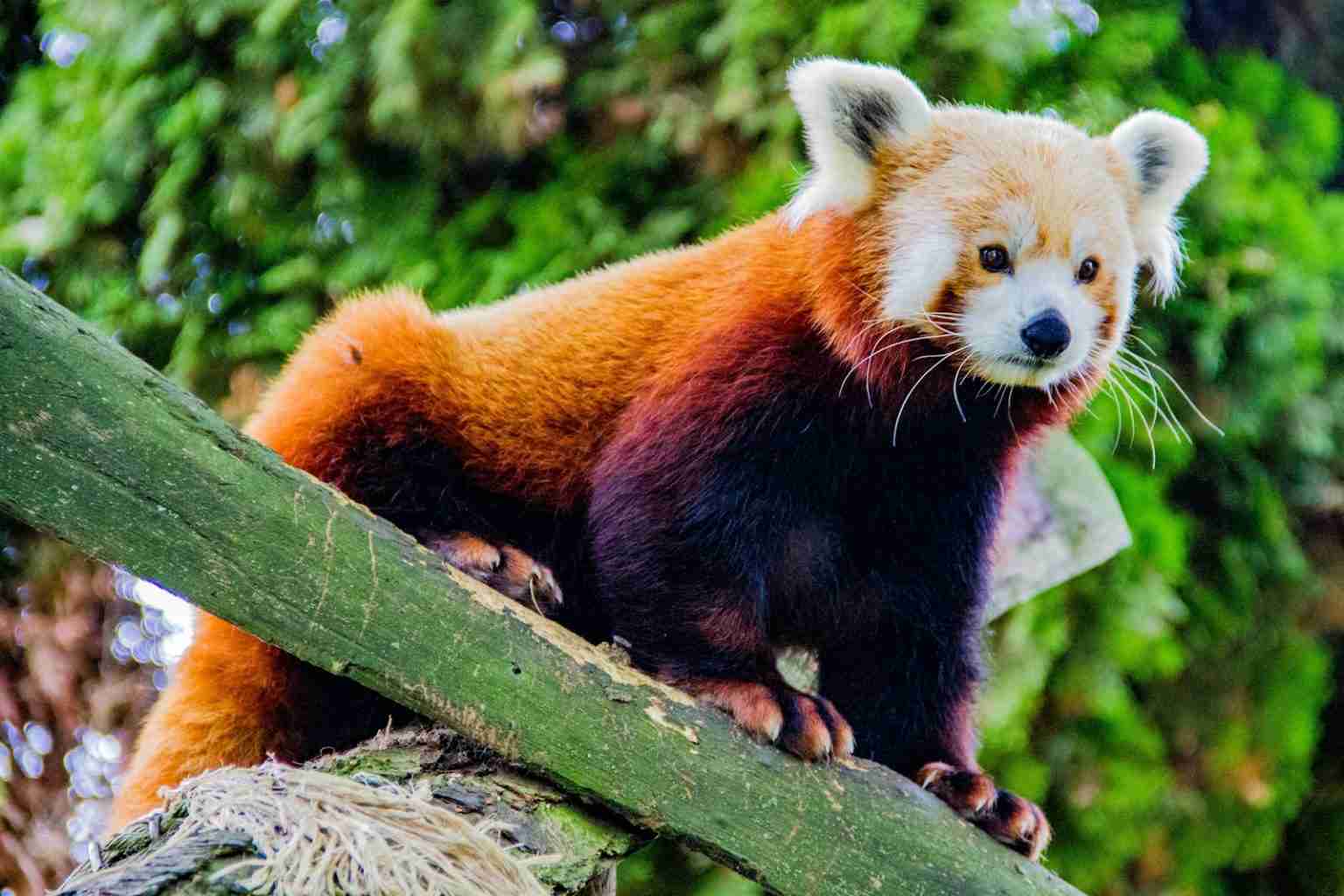 25 Fun Facts about Red Pandas | Astonishing Traits - Amazing Facts Home